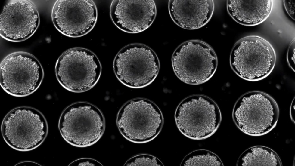 3D Cell Culture Environments | Center for Alternatives to Animals in ...